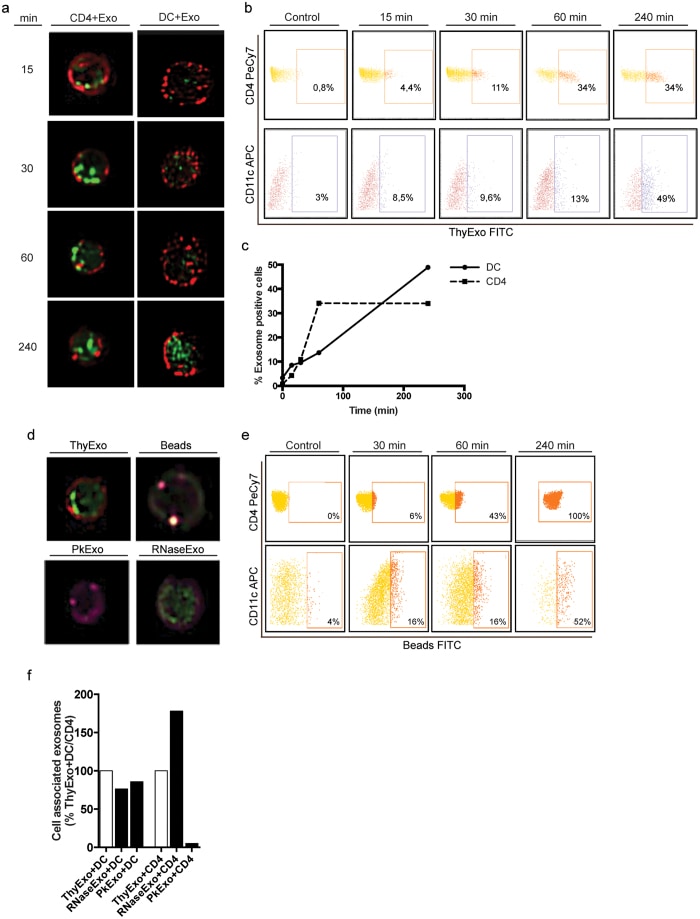 CD11c Antibody, FITC (11-0114-82)