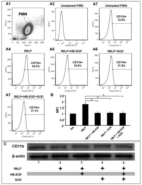 CD11b Antibody, PE (12-0118-42)