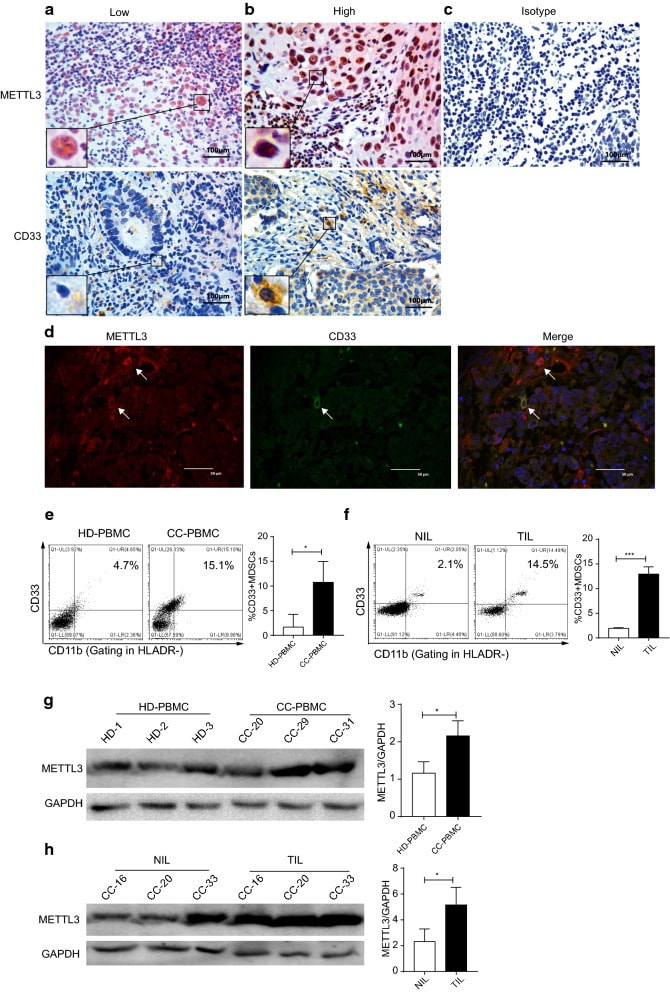 CD33 Antibody, Super Bright™ 645 (64-0338-42)