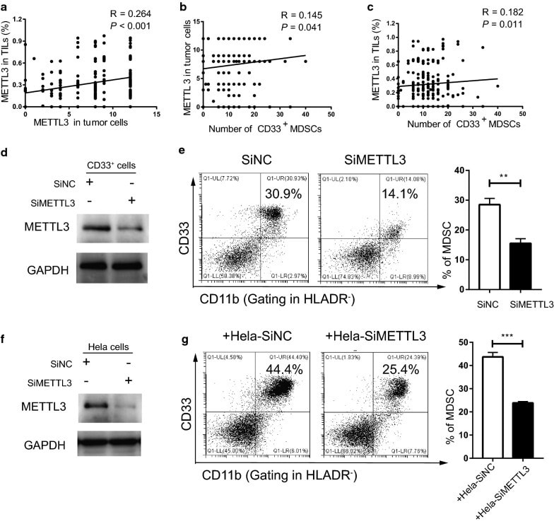 CD11b Antibody (14-0118-82)
