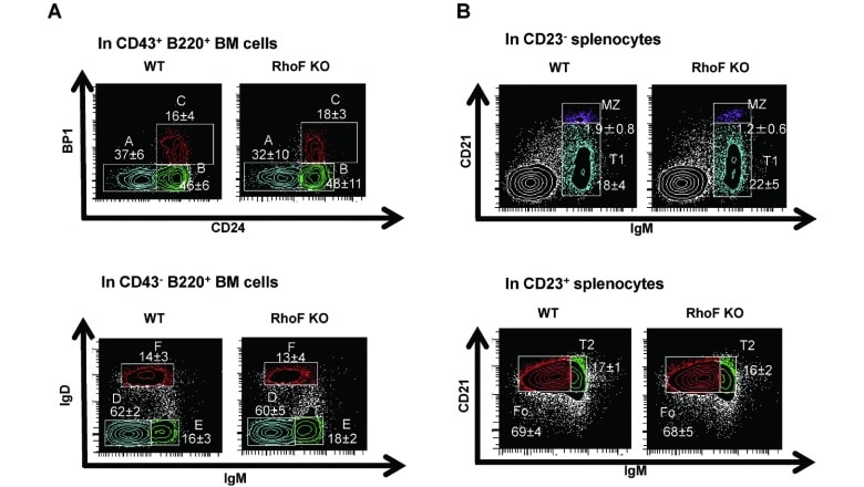 CD45R (B220) Antibody, PE (12-0452-82)