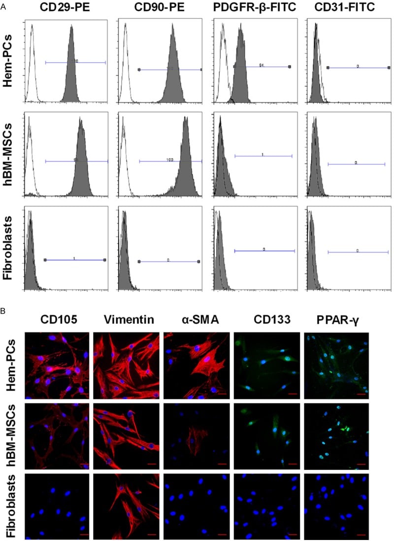 CD29 (Integrin beta 1) Antibody (14-0299-82)
