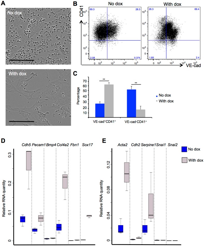 CD144 (VE-cadherin) Antibody, PerCP-eFluor™ 710 (46-1441-82)