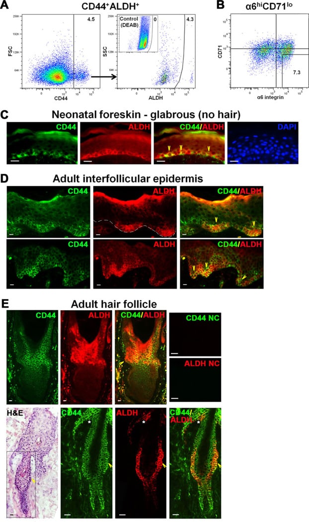 CD44 Antibody (14-0441-82)