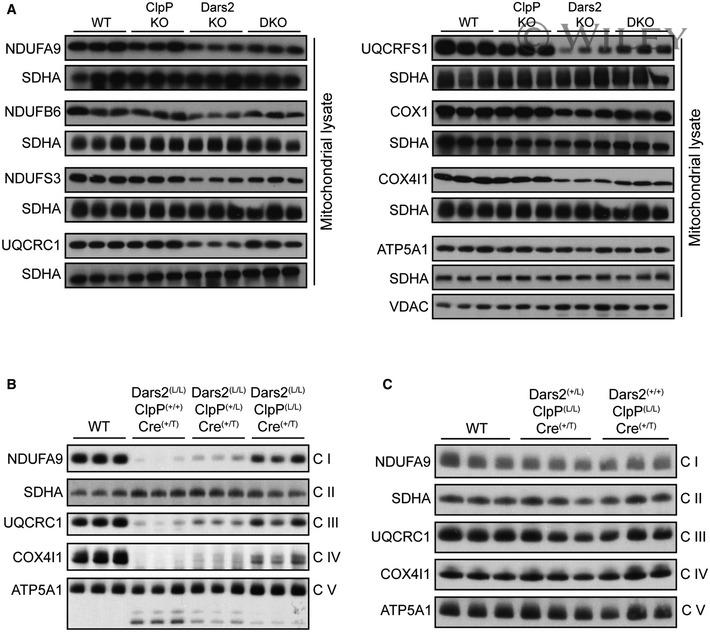 MTCO1 Antibody (459600)