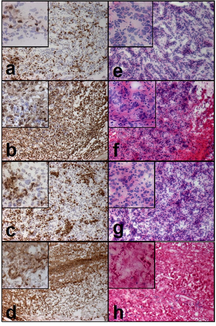 CD45 Antibody (14-0451-82)