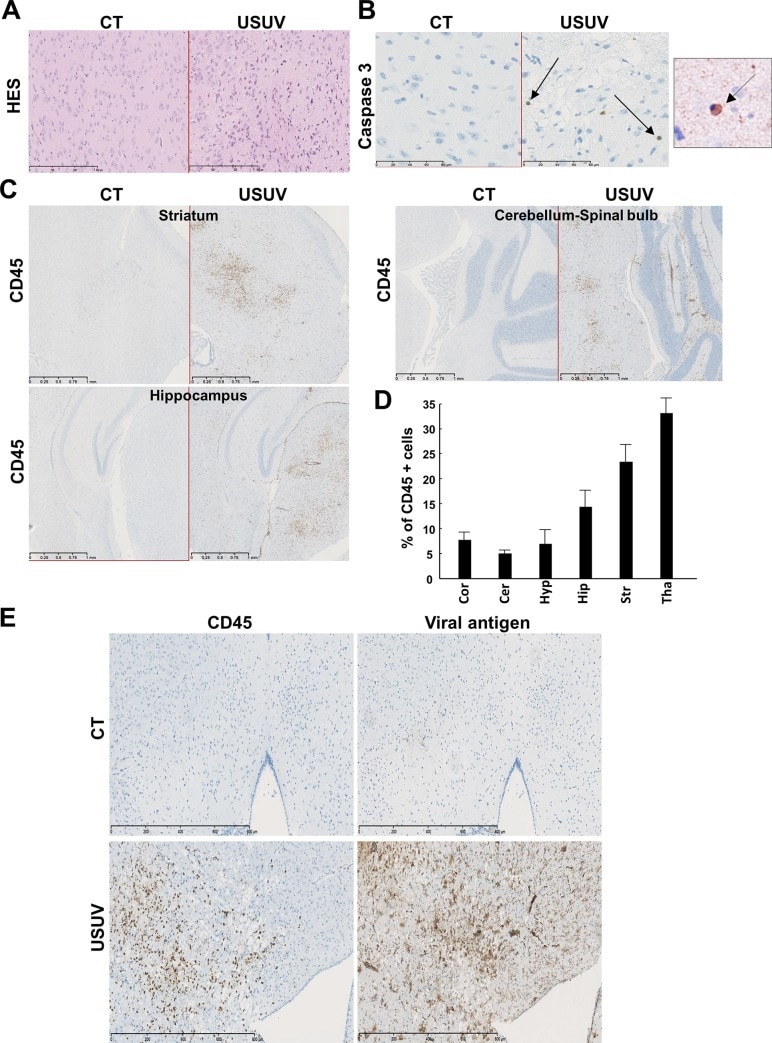 CD45 Antibody (14-0451-82)