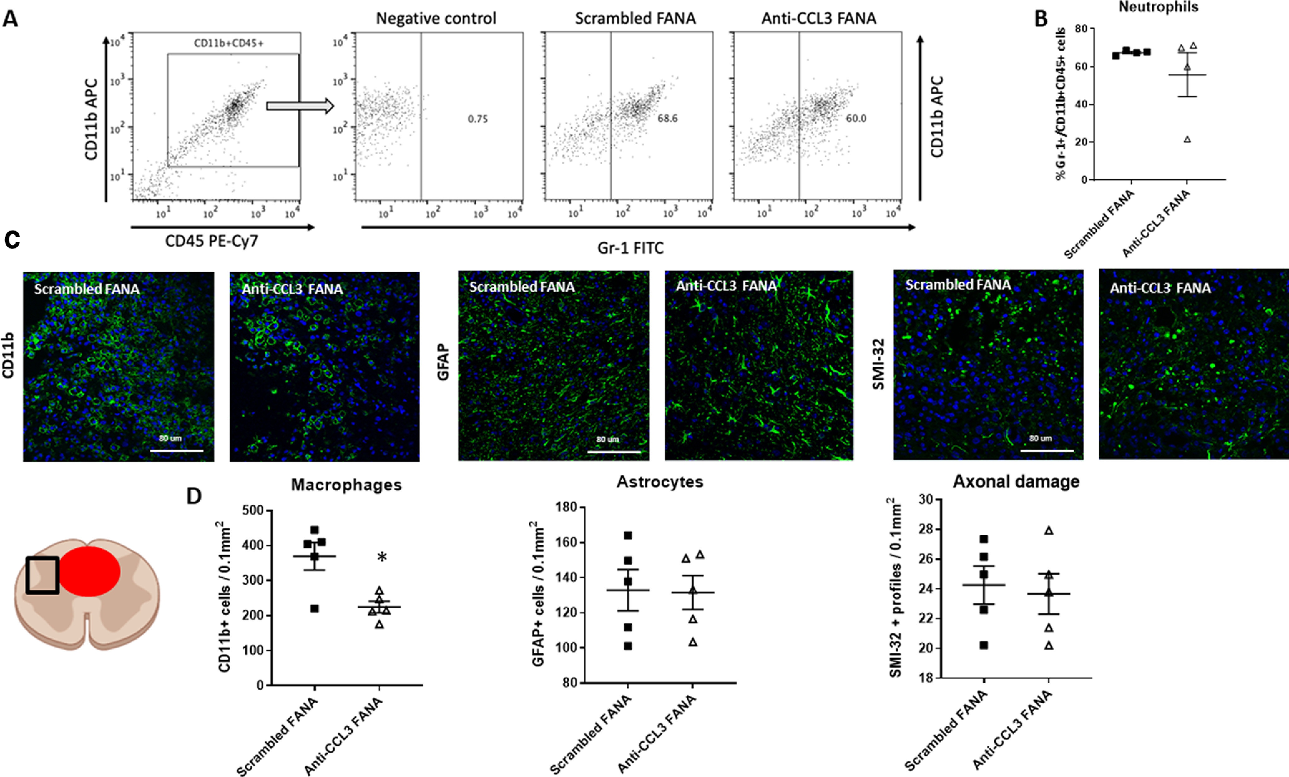 CD45 Antibody, PE (12-0451-82)