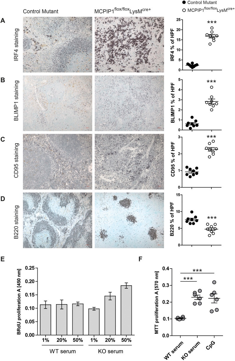 CD45R (B220) Antibody (14-0452-82)