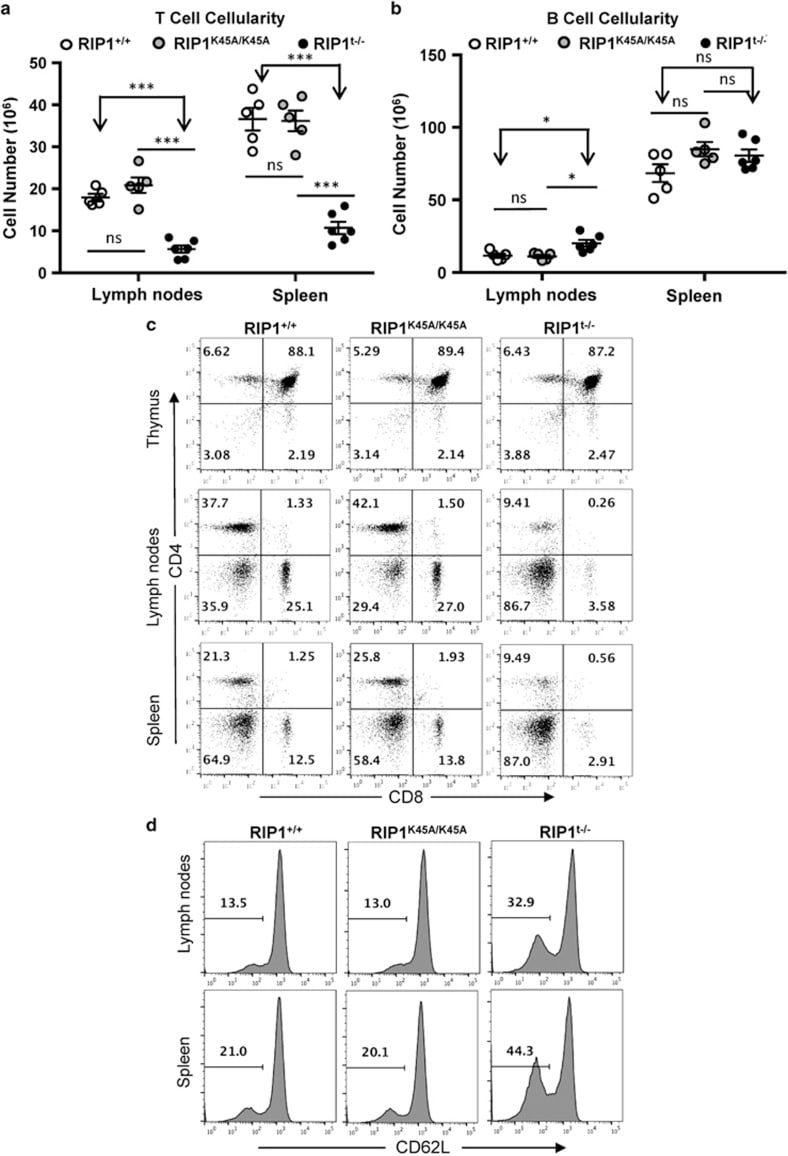 CD45 Antibody, eFluor™ 450 (48-0459-42)