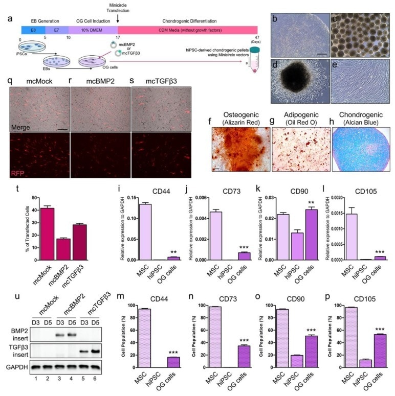 CD105 (Endoglin) Antibody, APC (17-1057-42)