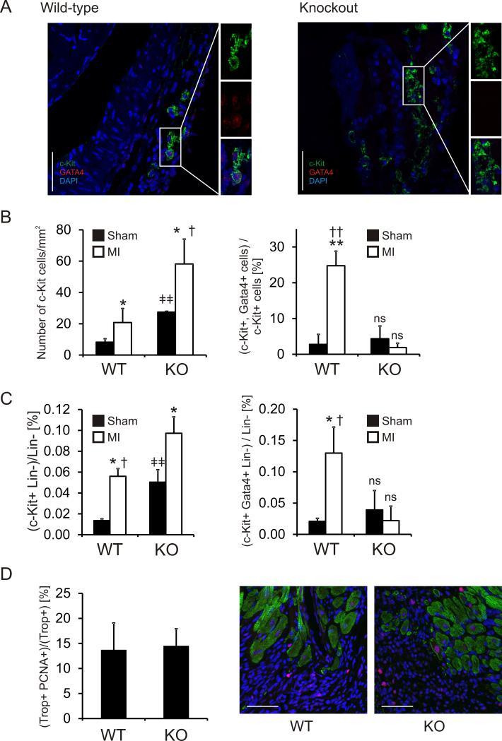 CD117 (c-Kit) Antibody, FITC (11-1171-82)