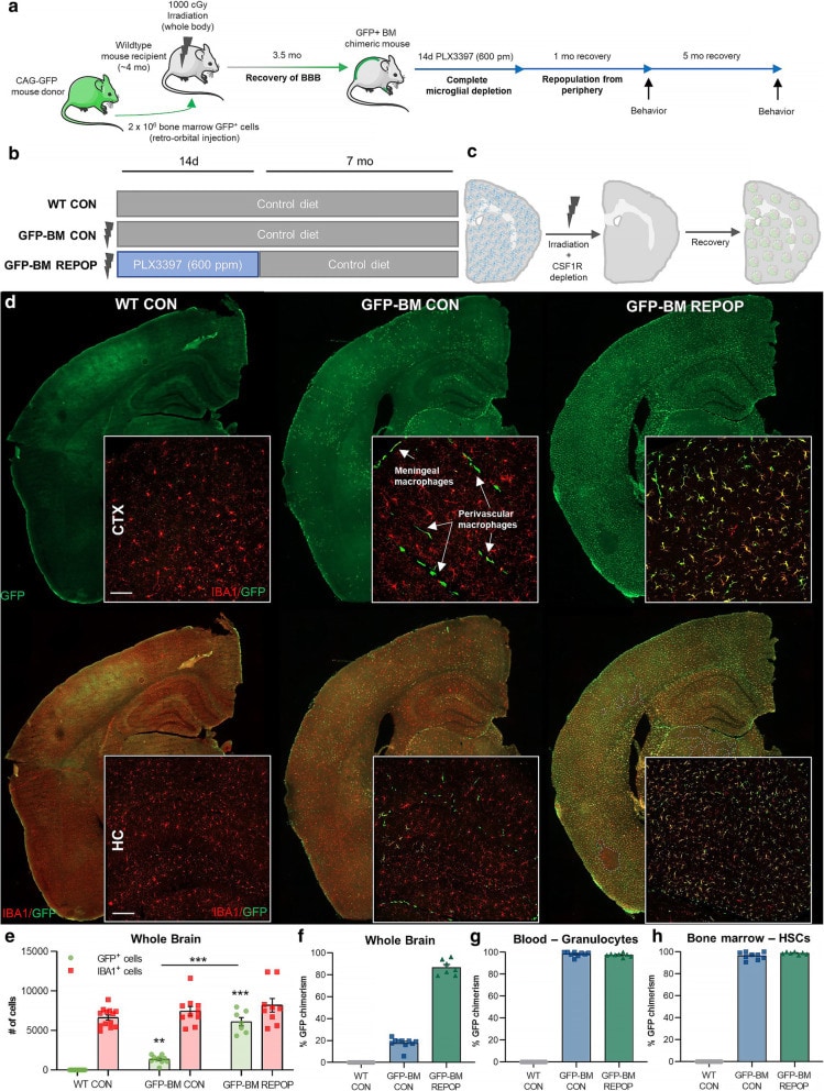 CD150 Antibody, PE (12-1502-82)