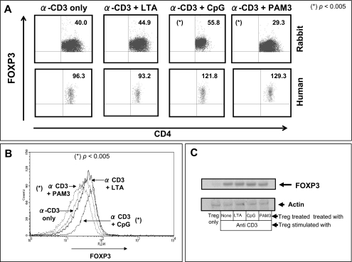 FOXP3 Antibody (14-4776-82)