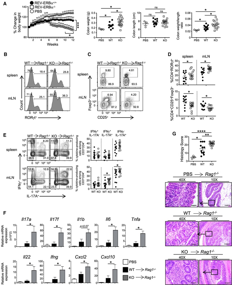 FOXP3 Antibody, PE-eFluor™ 610 (61-5773-82)