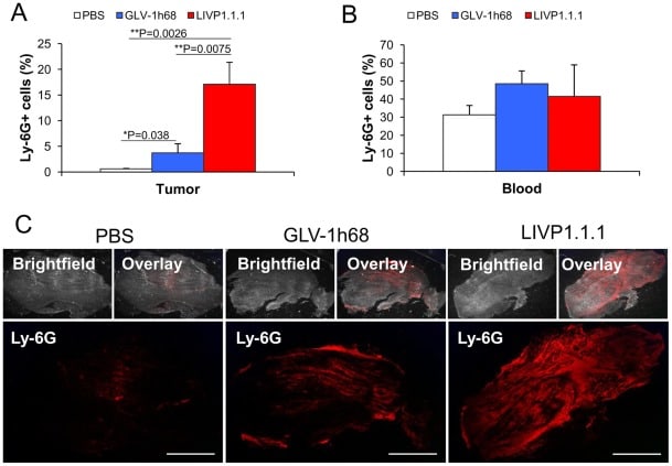 Ly-6G/Ly-6C Antibody (14-5931-82)
