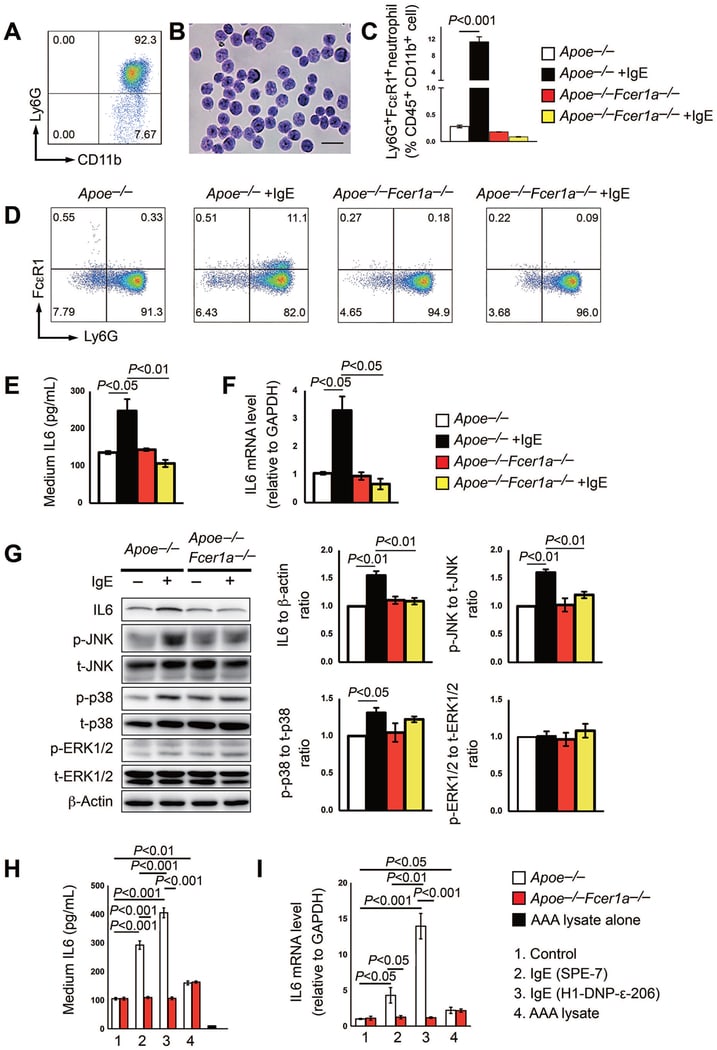 Ly-6G/Ly-6C Antibody (14-5931-82)