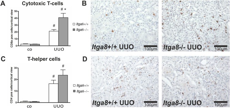 CD4 Antibody (14-9766-82)