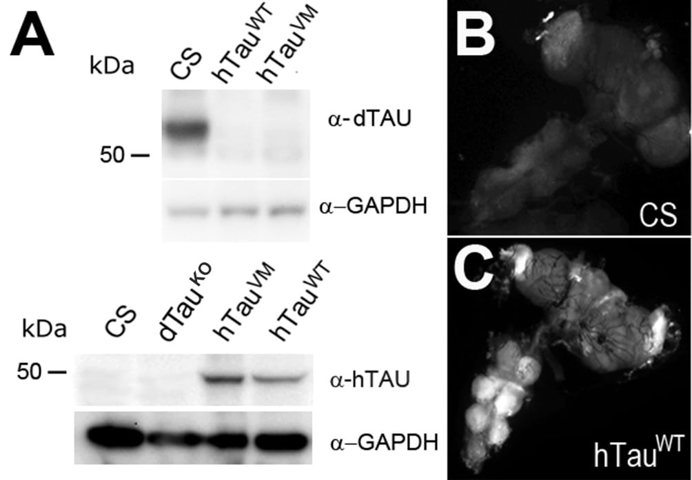 Tau Antibody (MA5-12808)