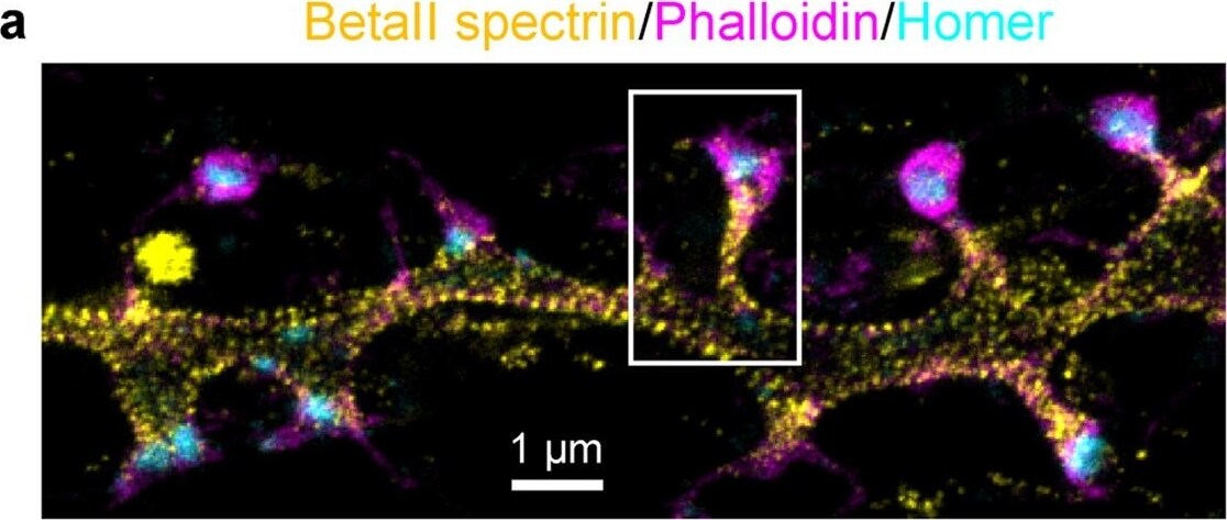 Goat anti-Mouse IgG (H+L) Cross-Adsorbed, Alexa Fluor™ 488 (A-11001)