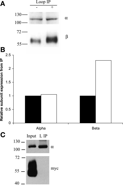 ATP1B1 Antibody (MA3-930)