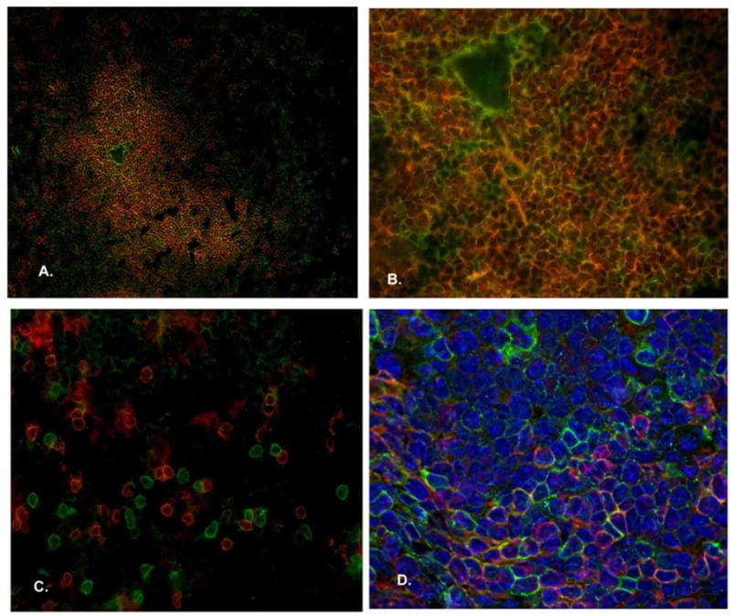 CD8 alpha Antibody, FITC (MCD0801)
