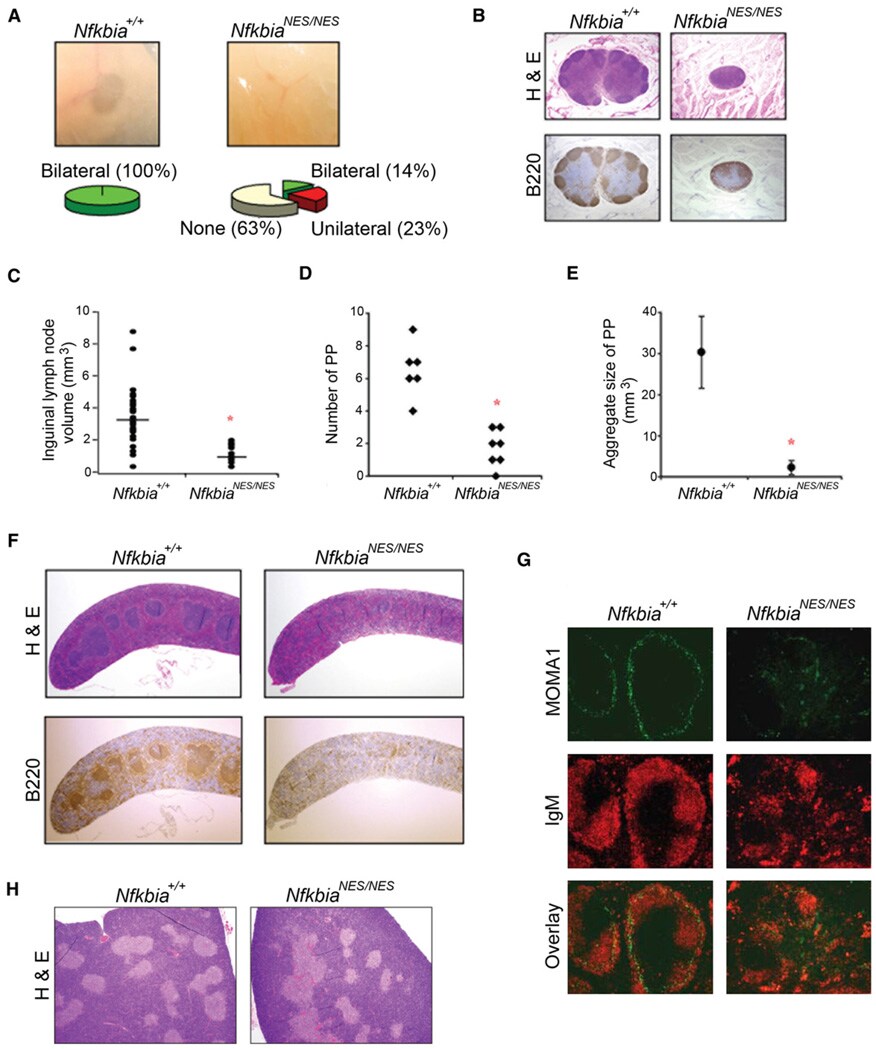 CD45R (B220) Antibody (14-0452-82)