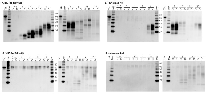 Tau Antibody (MN1010)