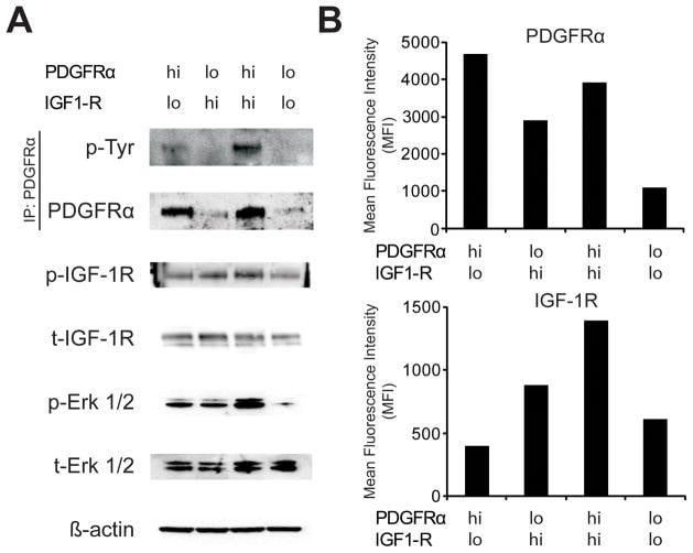 CD140a (PDGFRA) Antibody, Biotin (13-1401-82)