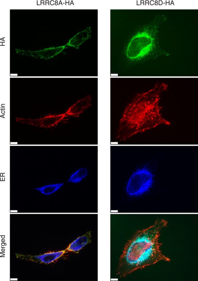 HA Tag Antibody, Alexa Fluor™ 488 (A-21287)