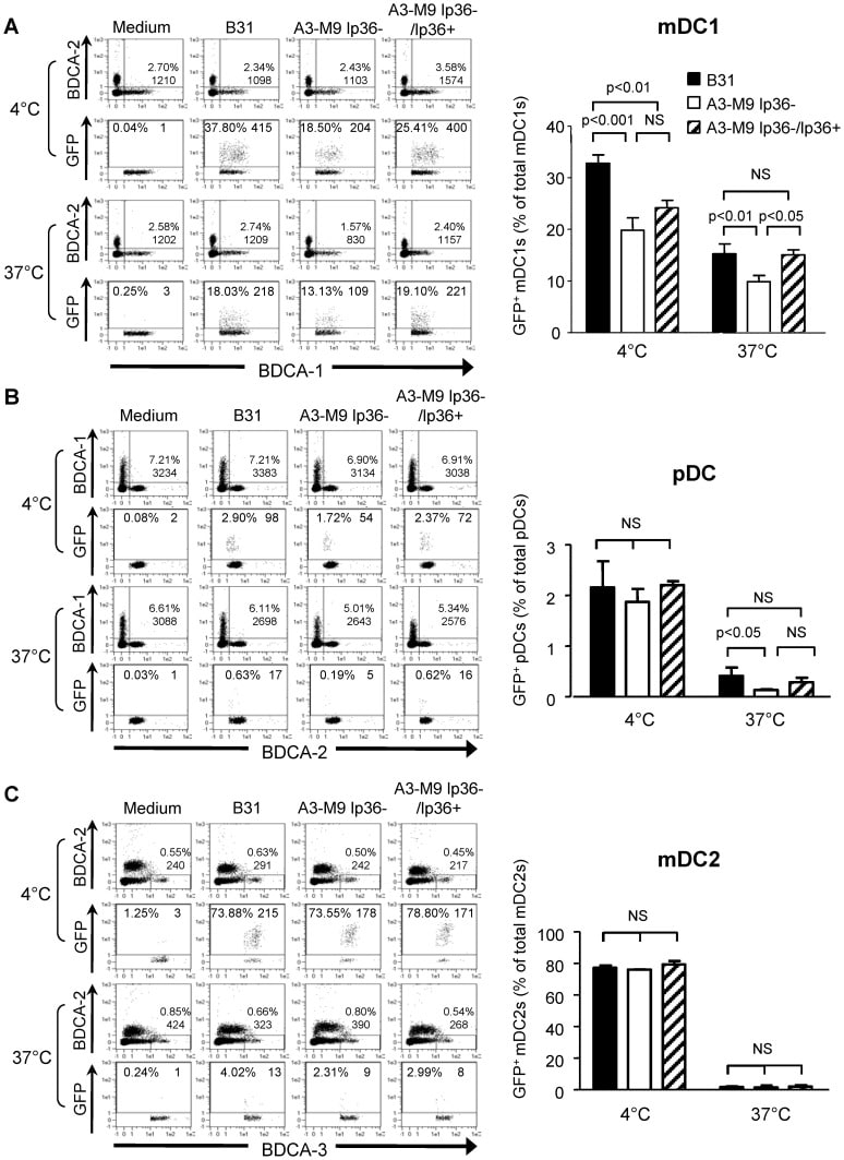 CD19 Antibody, PE (12-0199-42)