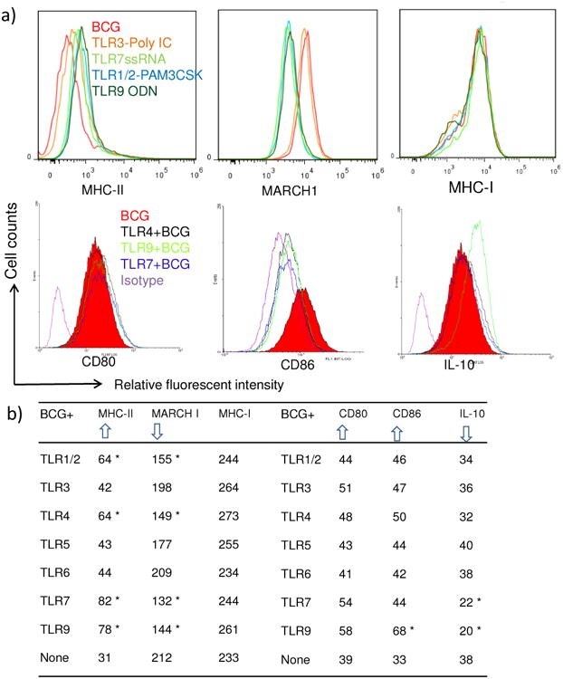 CD80 (B7-1) Antibody, FITC (11-0801-82)