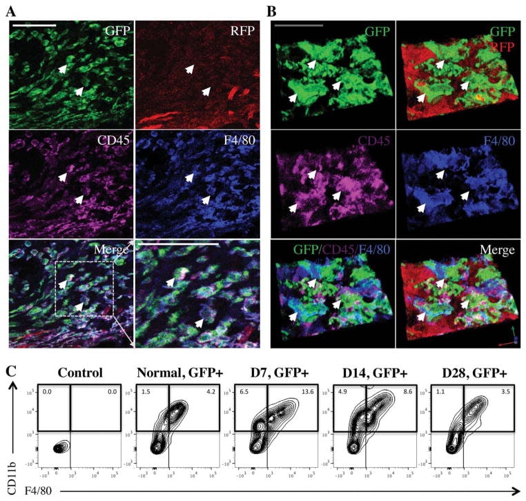 F4/80 Antibody, Alexa Fluor™ 700 (56-4801-82)