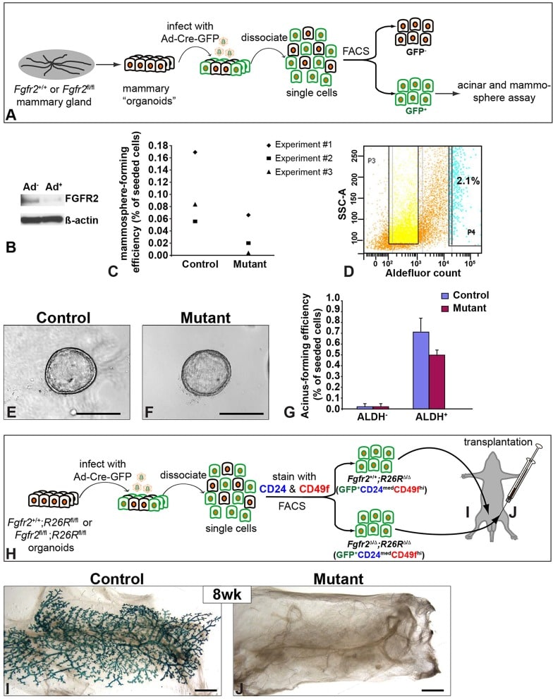CD24 Antibody (14-0242-82)