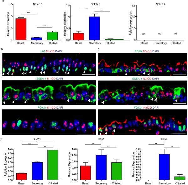 FOXJ1 Antibody (14-9965-82)