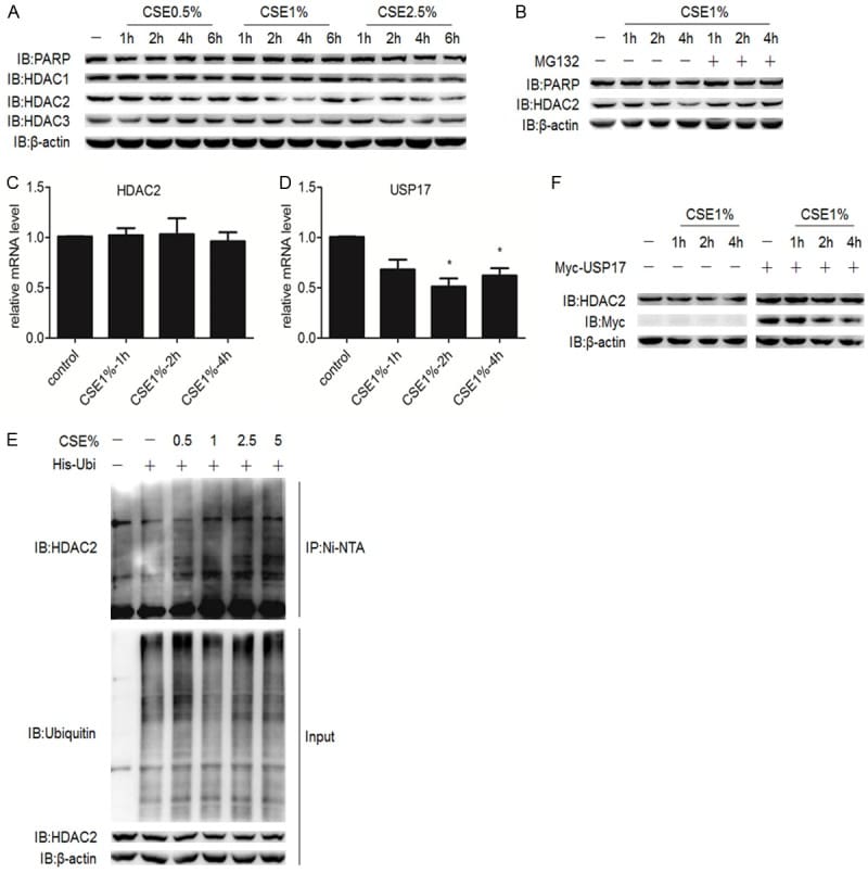 PARP1 Antibody (436400)