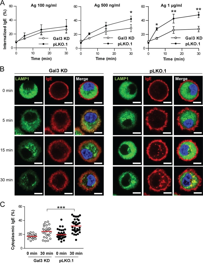 FceR1 alpha Antibody, PE (12-5898-82)