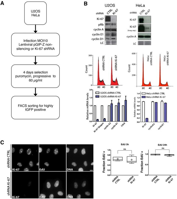 Ki-67 Antibody, Biotin (13-5698-82)