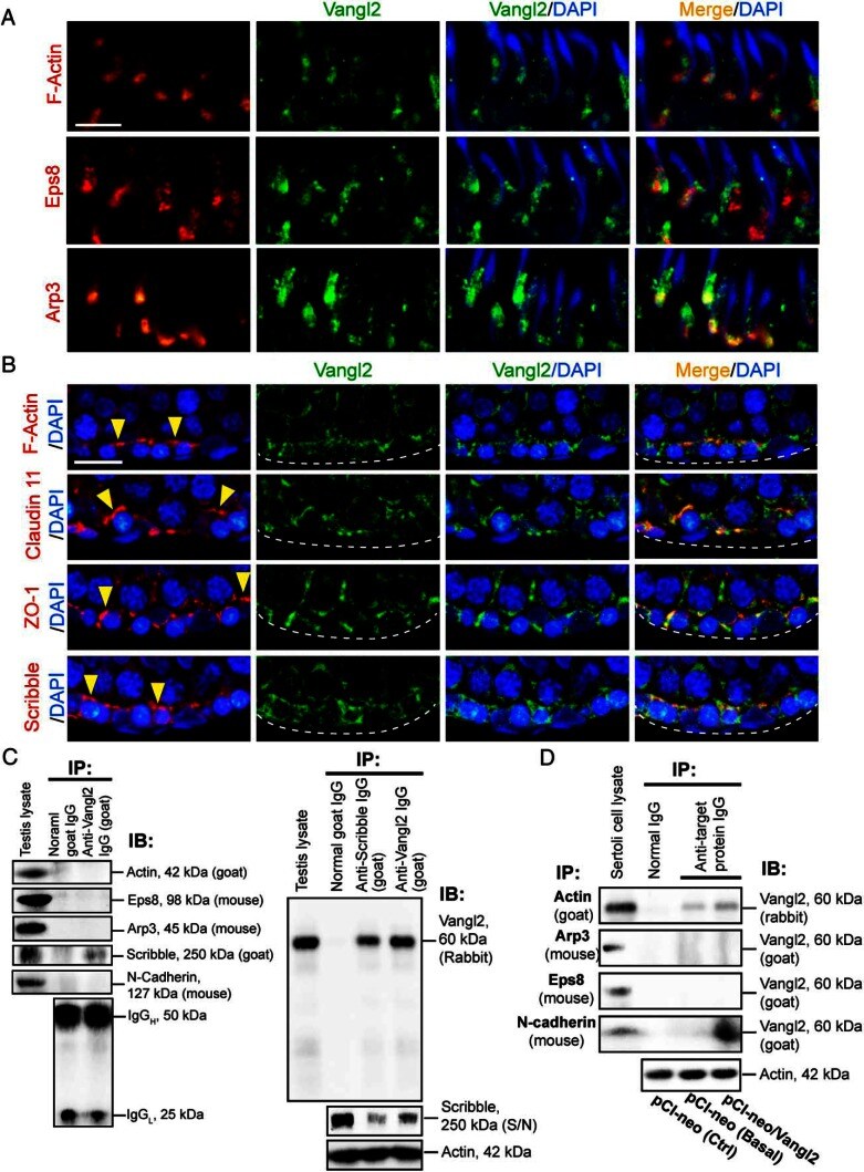 Claudin 11 Antibody (36-4500)