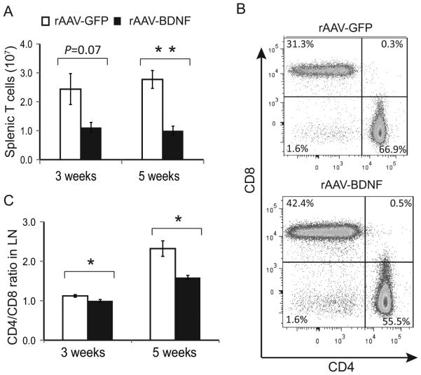 TCR beta Antibody (14-5961-82)