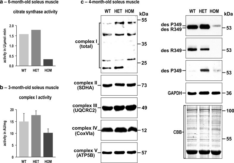 ATP5A1 Antibody (459240)