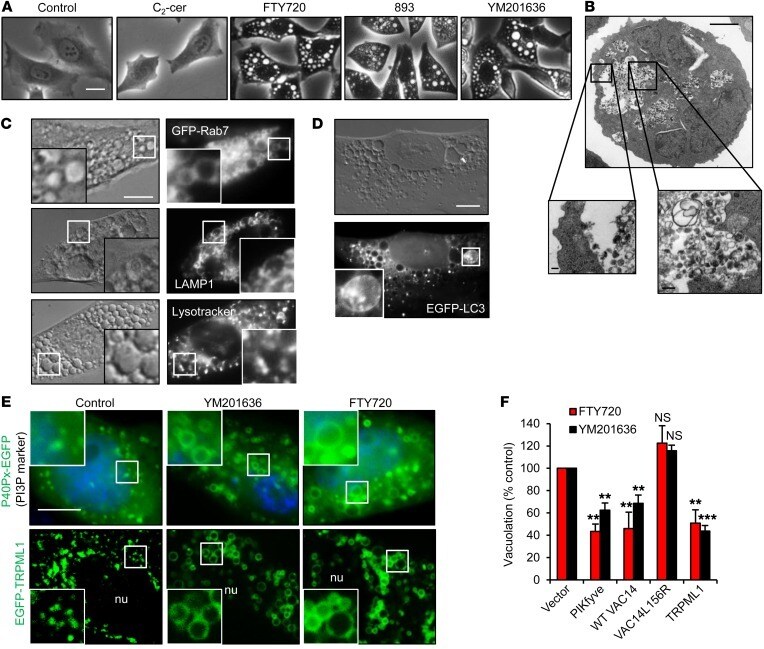 CD107a (LAMP-1) Antibody (14-1079-80)