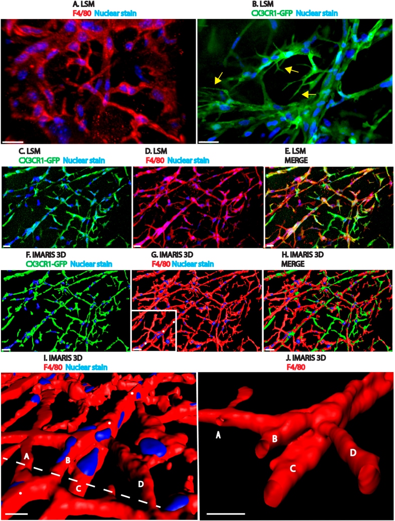 F4/80 Antibody, eFluor™ 570 (41-4801-82)