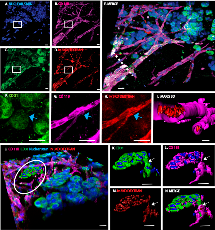 CD11b Antibody, Alexa Fluor™ 488 (53-0112-82)