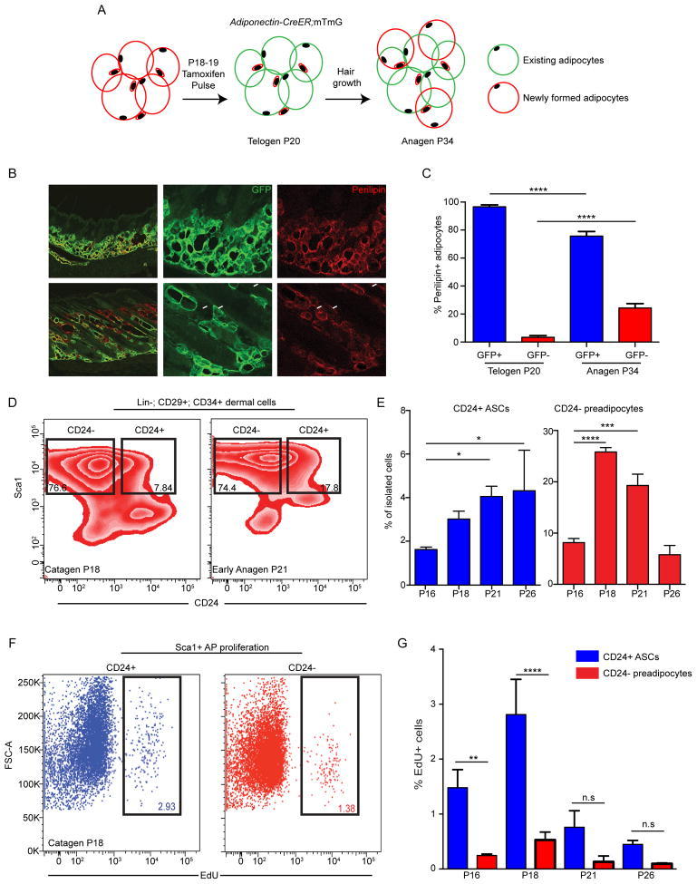 CD24 Antibody, PE-Cyanine7 (25-0242-82)