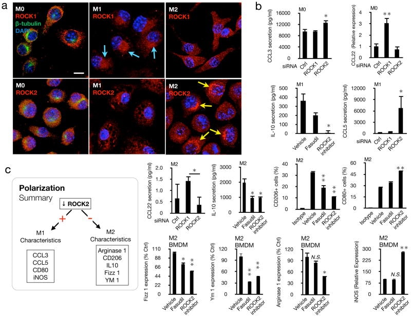 CD80 (B7-1) Antibody, FITC (11-0801-82)