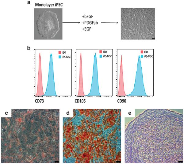 CD105 (Endoglin) Antibody, PE (12-1057-42)