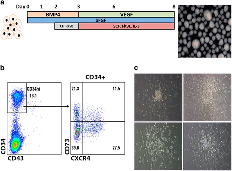 CD34 Antibody, FITC (11-0349-42)