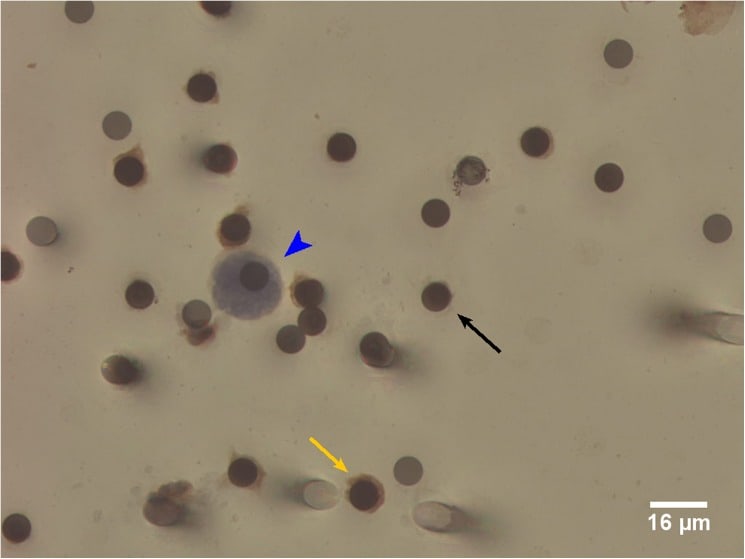 CD144 (VE-cadherin) Antibody (14-1449-82)