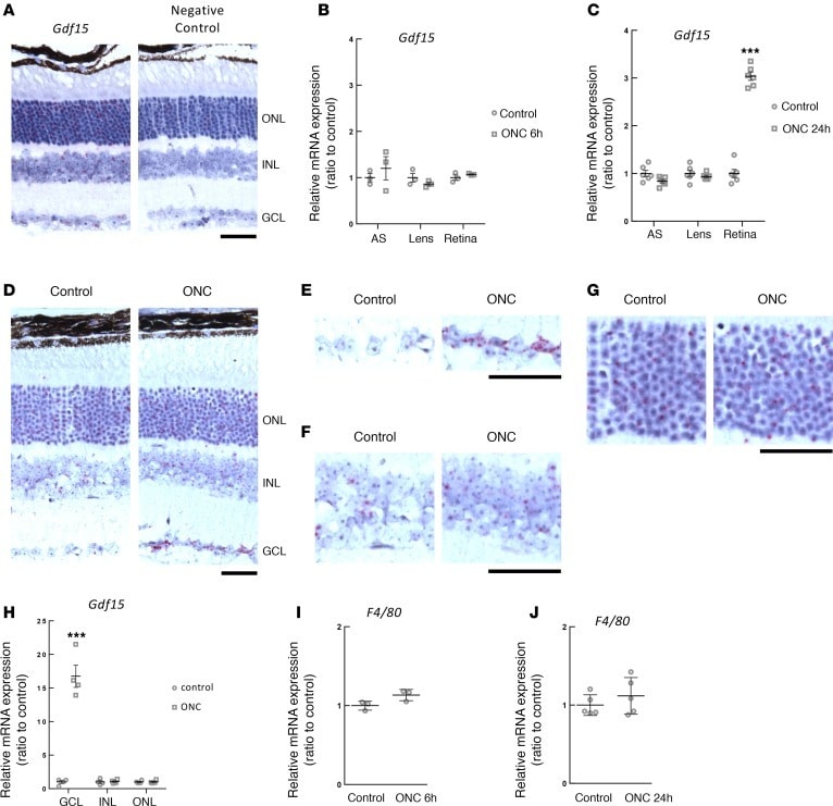 F4/80 Antibody, eFluor™ 570 (41-4801-82)
